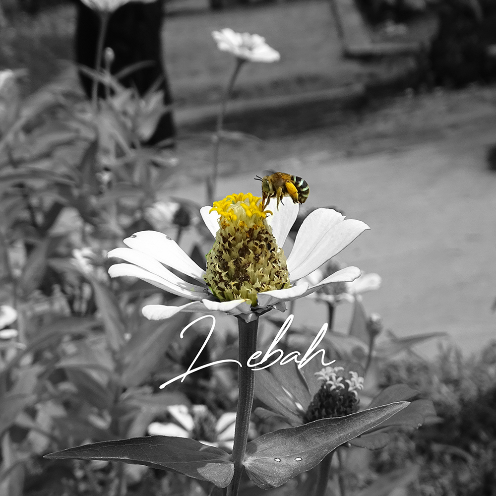 Nur Latif | Portofolio